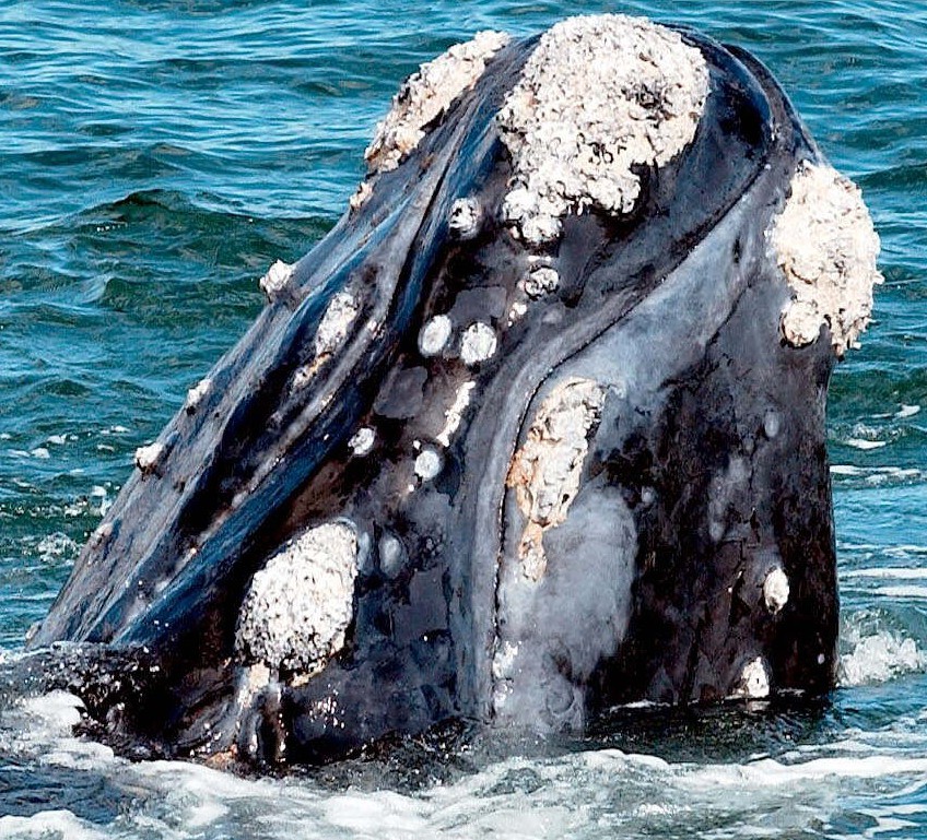 Southern Right Whale Facts