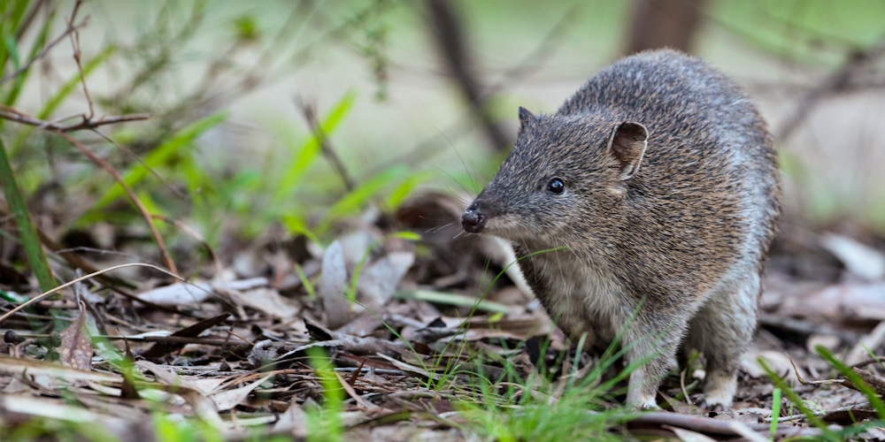 Understanding threats to potoroos and bandicoots